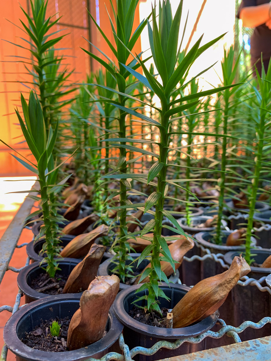Mestrado em Sistemas Ambientais e Sustentabilidade da UPF está com ...