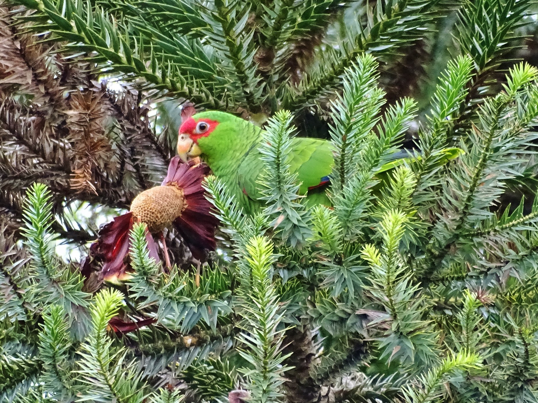 Pinheiro-Brasileiro: Araucaria angustifolia - UPF | Universidade de ...