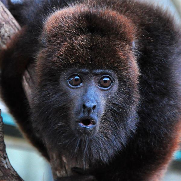 Desvendando o Acervo: Bugio - UPF | Universidade de Passo Fundo